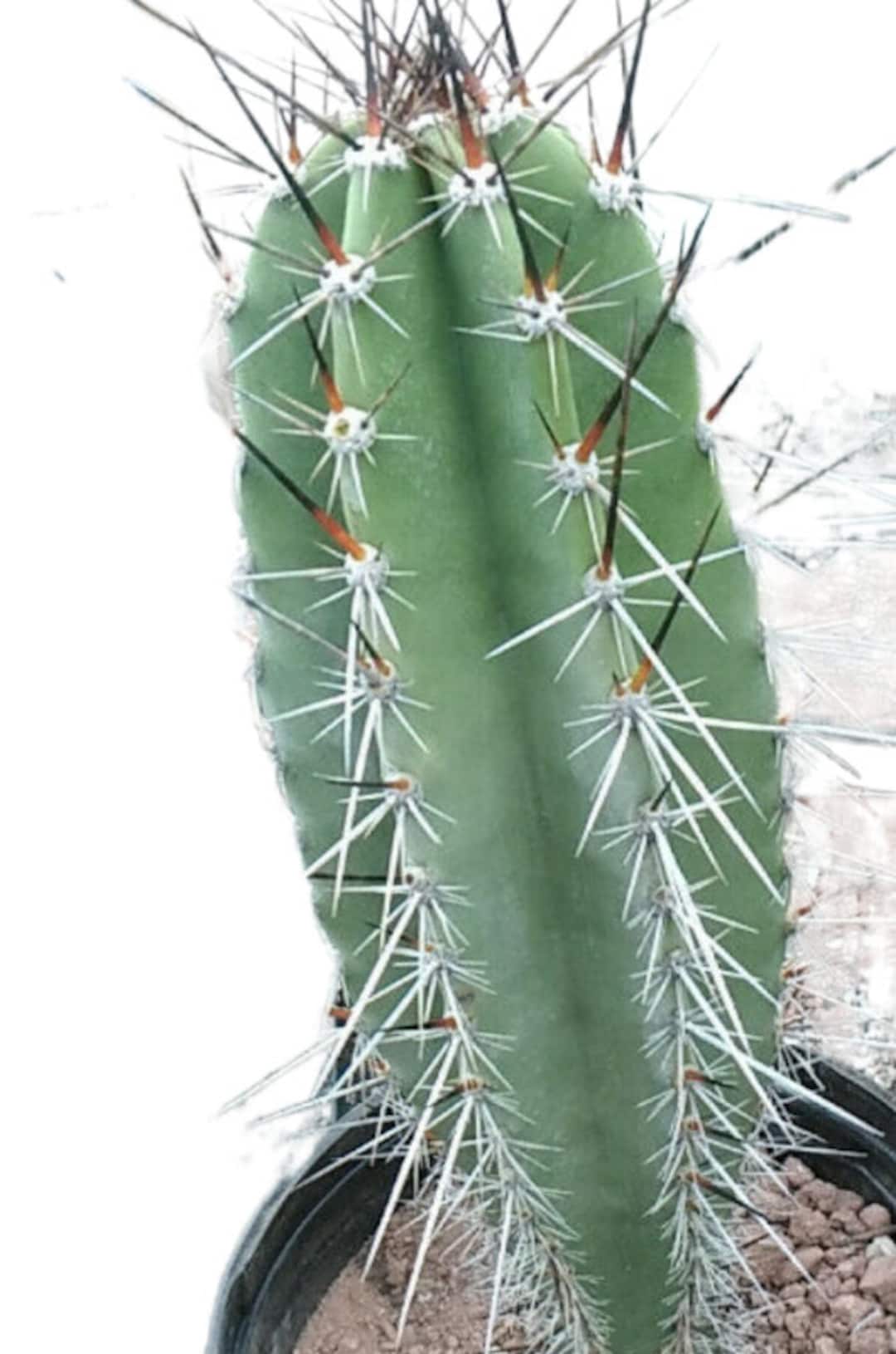 Baseball Bat Cactus Neoraimondia Herzogiana - Etsy