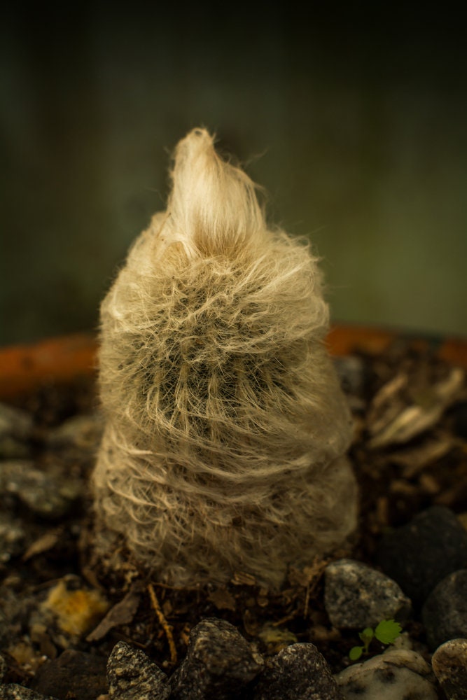 Old Man of the Andes Cactus/cacti Alive Plant Oreocereus - Etsy