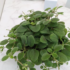 Lace Flower Alsobia House Plant Alsobia Dianthiflora White Flowering ...