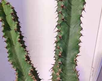 Chocolate Drop Cactus | Etsy