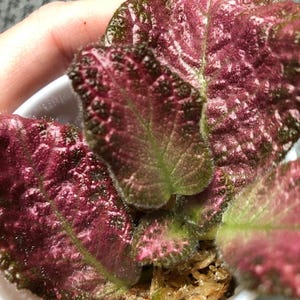 Strawberry Mist Patch Episcia Flame Violets Pink Purple Colorful Plant ...