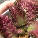 Strawberry Mist Patch Episcia Flame Violets Pink Purple Colorful Plant ...