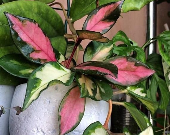Hoya Krimson Queen, Hoya Carnosa Variegated, Hoya Compacta Tricolor Wax ...
