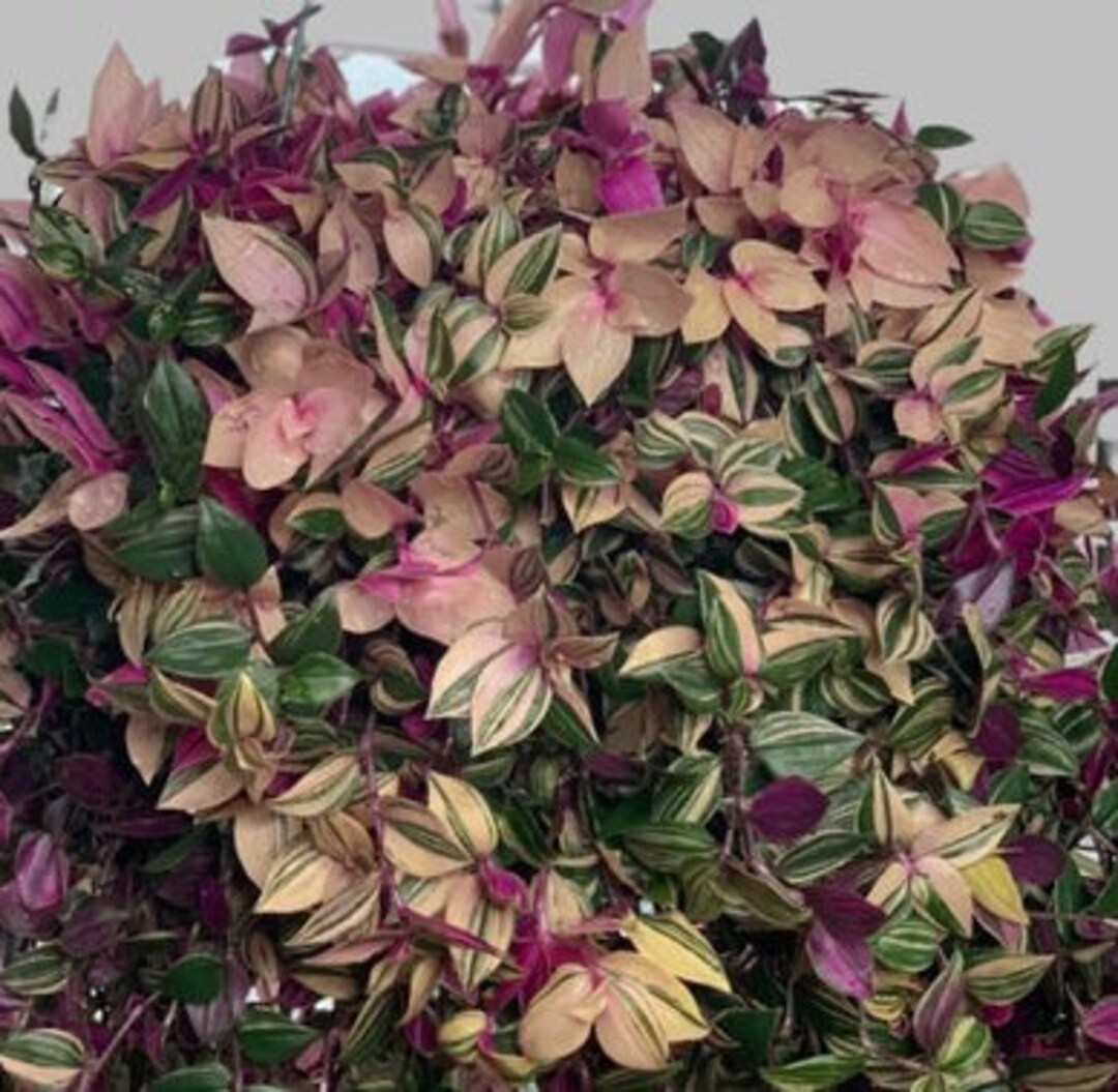 Tricolor Pink Princess Inch Plant Tradescantia Albiflora Rainbow ...