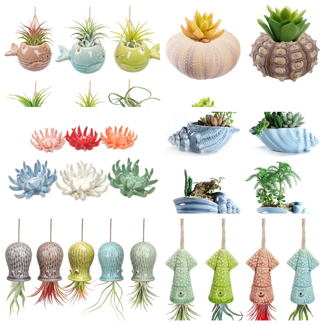 Beach Ocean Theme Air Plant Pots Air Plant Beachy Container Pot Display ...