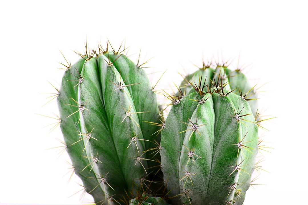 Chichipe Polaskia Cactus Starter Chichipe Mexican Cactus - Etsy