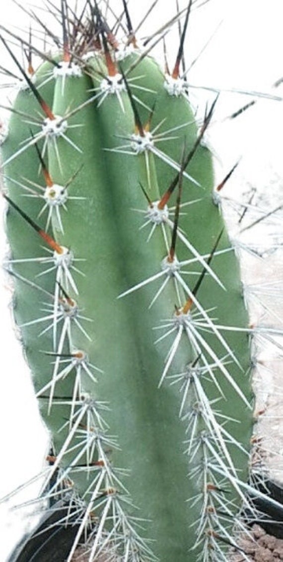 Baseball Bat Cactus Neoraimondia Herzogiana - Etsy