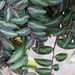 Polynesian Ivy Vine Pellionia Pulchra cuttings, 2inch 4icnh 6inc Pot ...