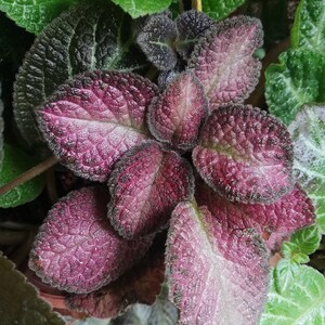 Strawberry Mist Patch Episcia Flame Violets Pink Purple Colorful Plant ...