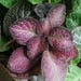 Strawberry Mist Patch Episcia Flame Violets Pink Purple Colorful Plant ...
