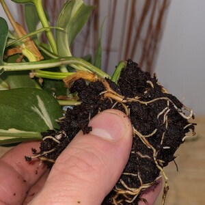 Silver Stripe Very RARE Pothos Philodendron Related to Brazil Rio and ...