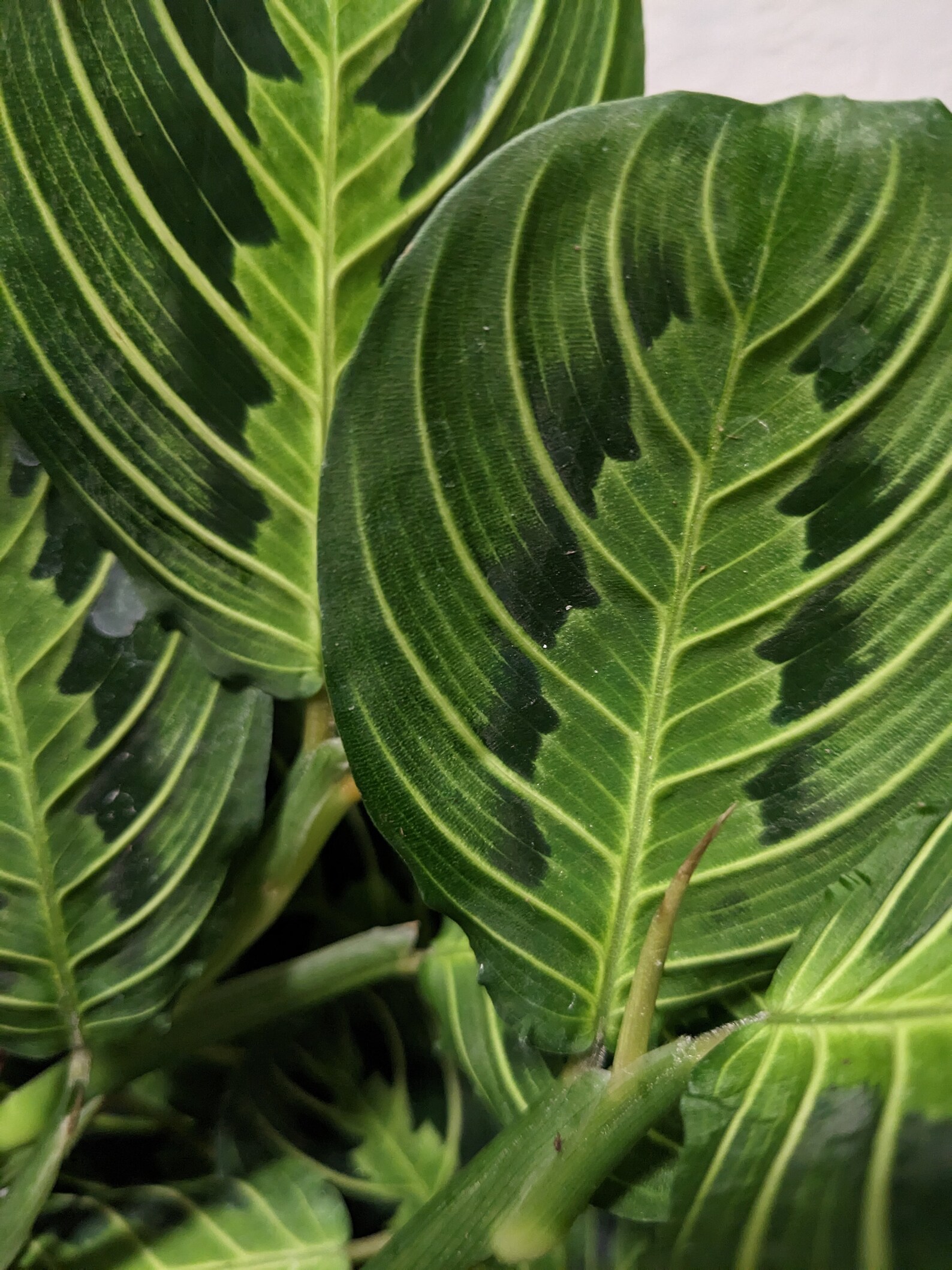 2types Prayer Plant Maranta Variety Tropical Indoor House - Etsy