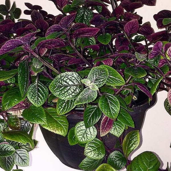 Swedish Ivy Plant Purple - Etsy