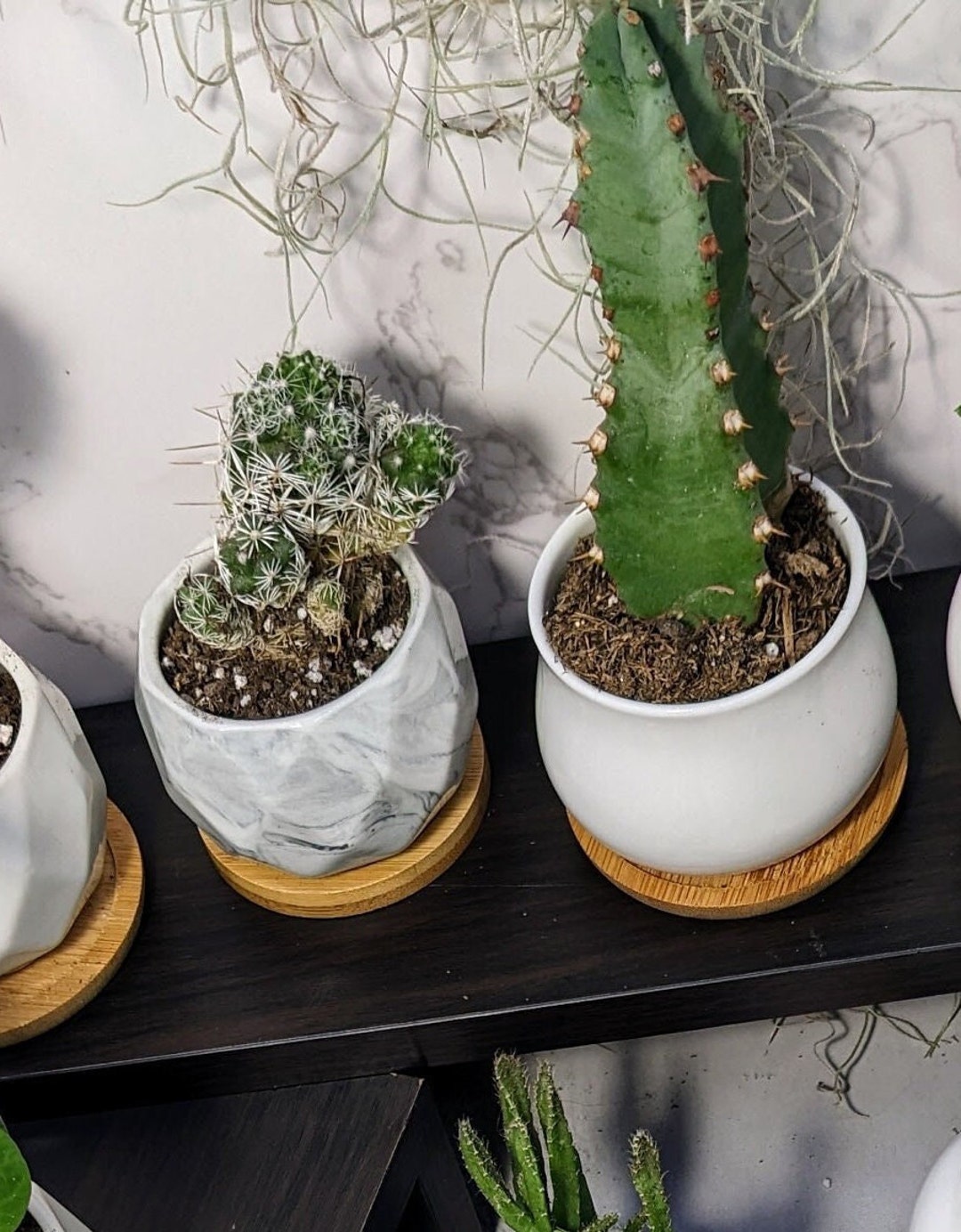 Thimble Cactus/cacti With Ceramic Plant Pot Option Home Office Decor ...