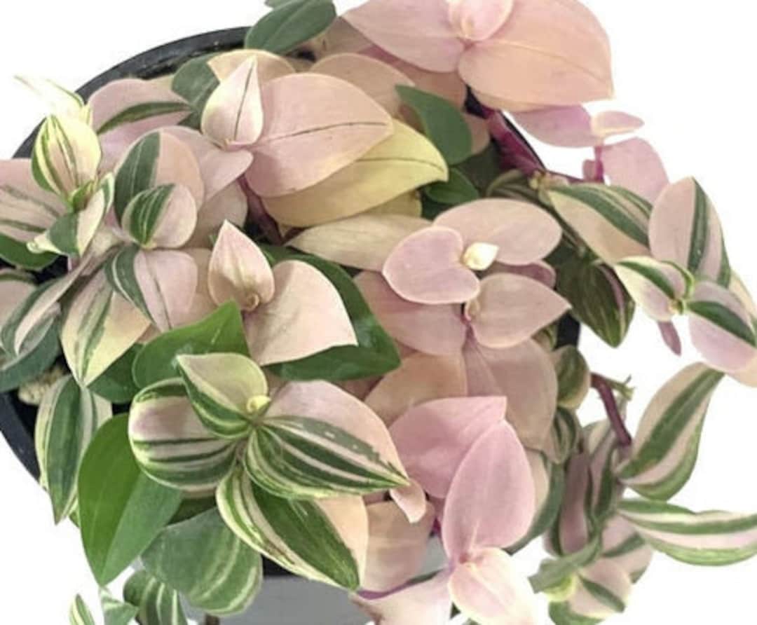 Tradescantia Pink Princess Rare House Plant Very Uncommon - Etsy