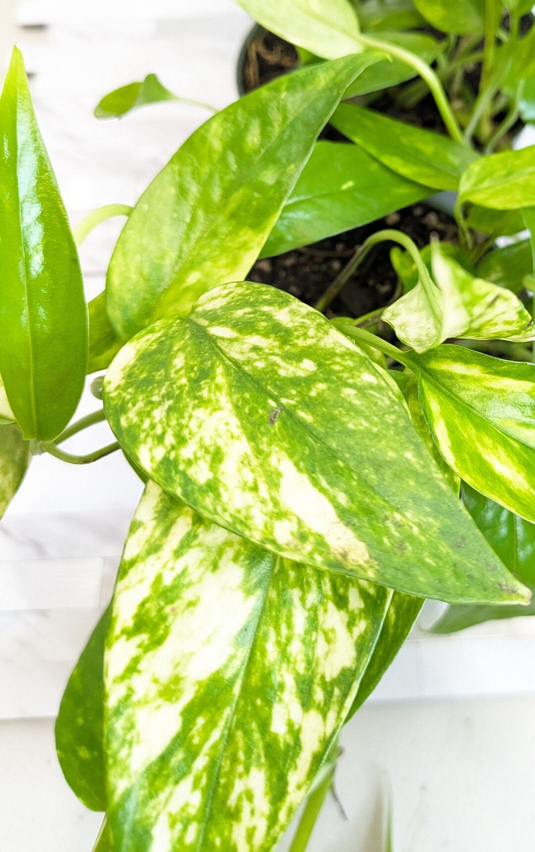 Variegated Cebu Blue Yellow Flame Neon Pothos Epipremnum Pinnatum RARE ...