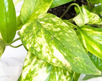 Variegated Cebu Blue Epipremnum Pinnatum Cebu Blue Ghost - Etsy