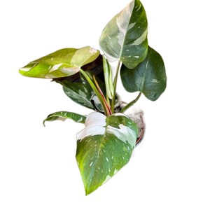 White Princess Philodendron Rare Variegated Tropical Indoor House Plant ...