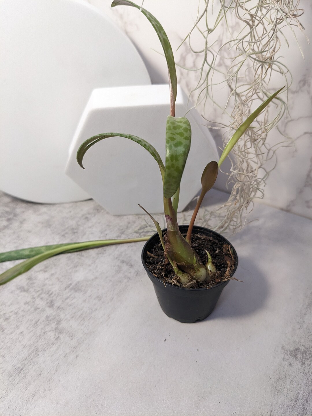 Rare Spotted Leopard Exotic Plant Starter Scilla Violacea Rooted ...