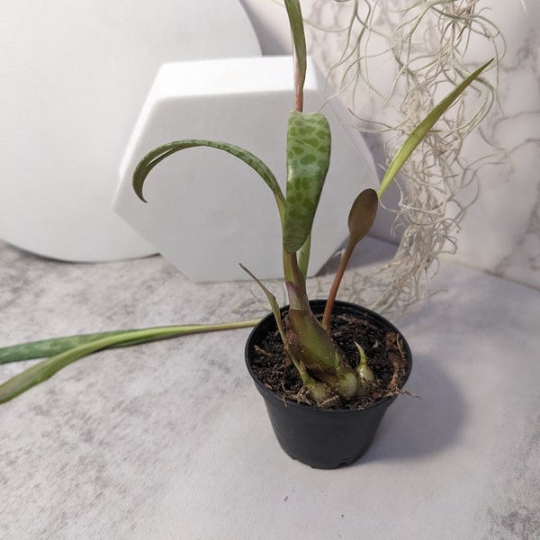 Spotted Leopard Plant - Etsy