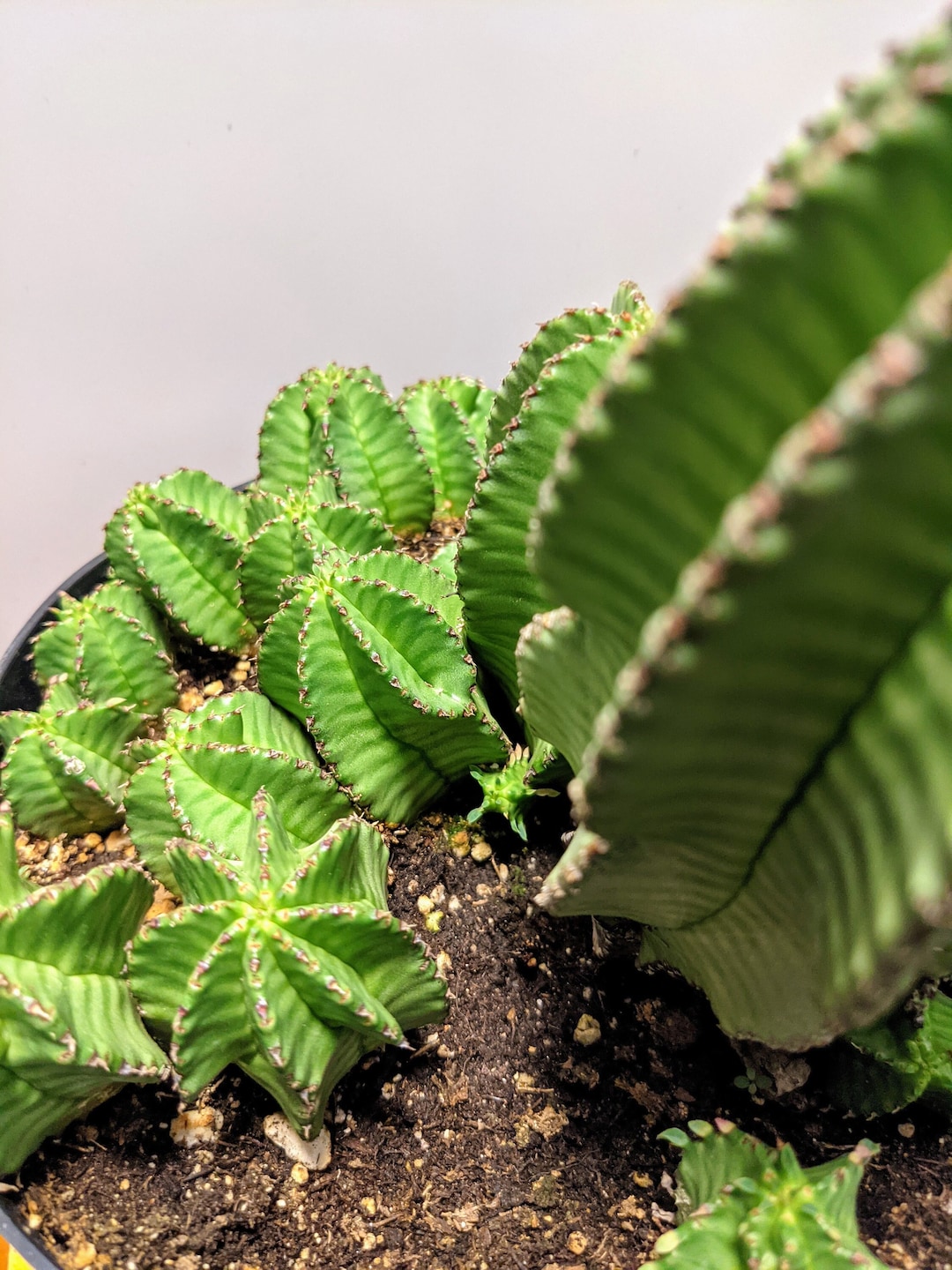 Euphorbia Anoplia Tanzanian Zipper Plant Size Options Euphorbia Barrel ...