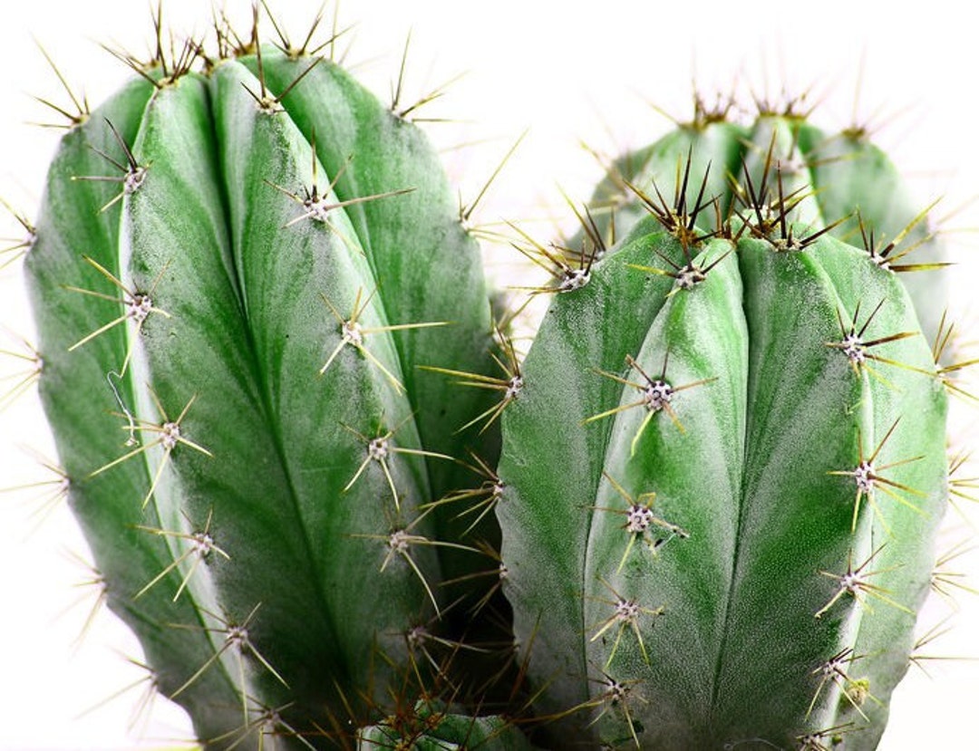 Rare Cactus Striped Polaskia Chichipe Succulent Live Cacti Plant Well ...
