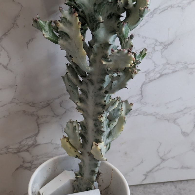 Dragon Tree - Etsy