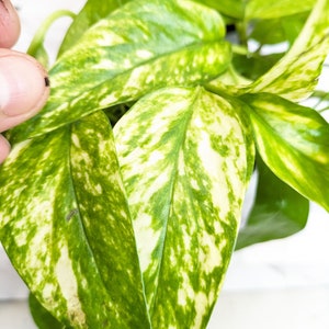 Variegated Cebu Blue Yellow Flame Neon Pothos Epipremnum Pinnatum RARE ...