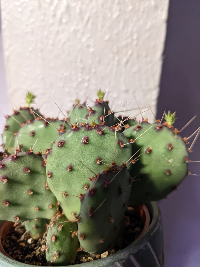 SMALL Purple Prickly Pear Baby Rita Opuntia Basilaris Hyb. - Etsy