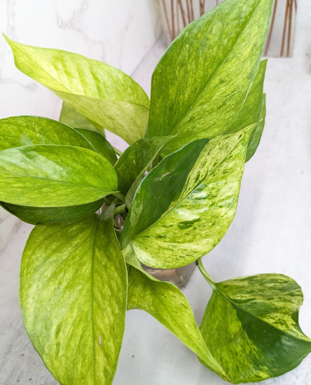 6 Jessenia Pothos Epipremnum Aureum Rare and Uncommon - Etsy