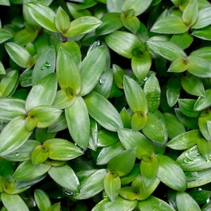 Small-leaf Spiderwort/trailing Gold Tradescantia Fluminensis Wandering ...