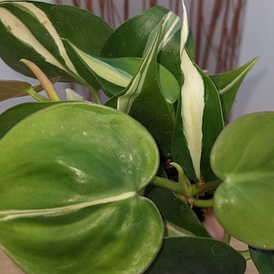 Silver Stripe Very RARE Pothos Philodendron Related to Brazil Rio and ...