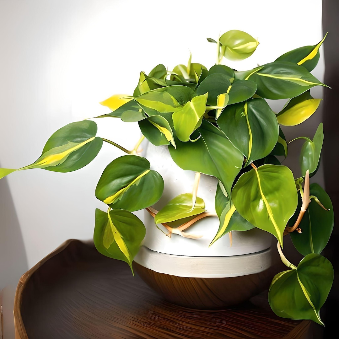 Large 6 Brazil/brasil Pothos Philodendron Variegated Houseplant ...