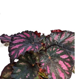 Rex Begonia Red Kiss Plant Size Options Stater Plants & 4 Size House ...