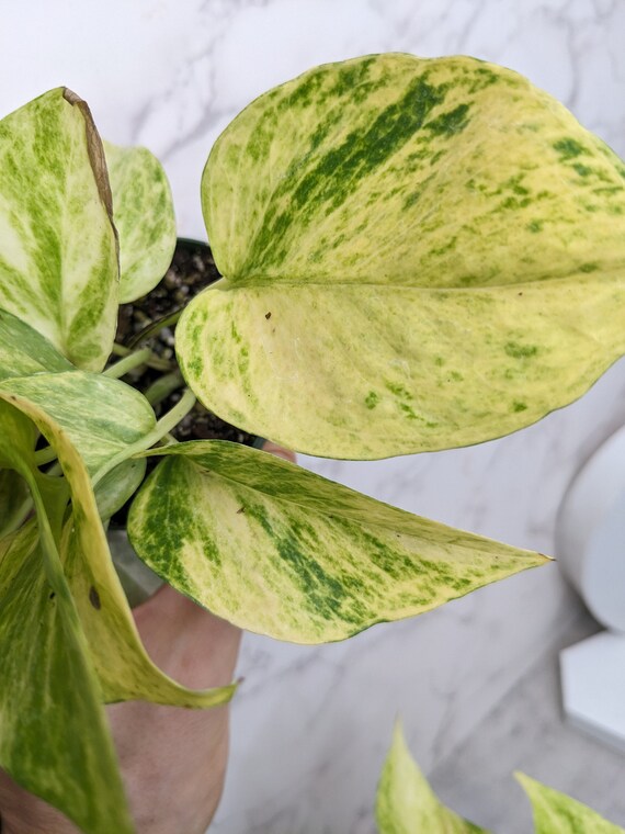 Pothos Varieties and How to Correctly Identify Them – MY WASTELESS LIFE