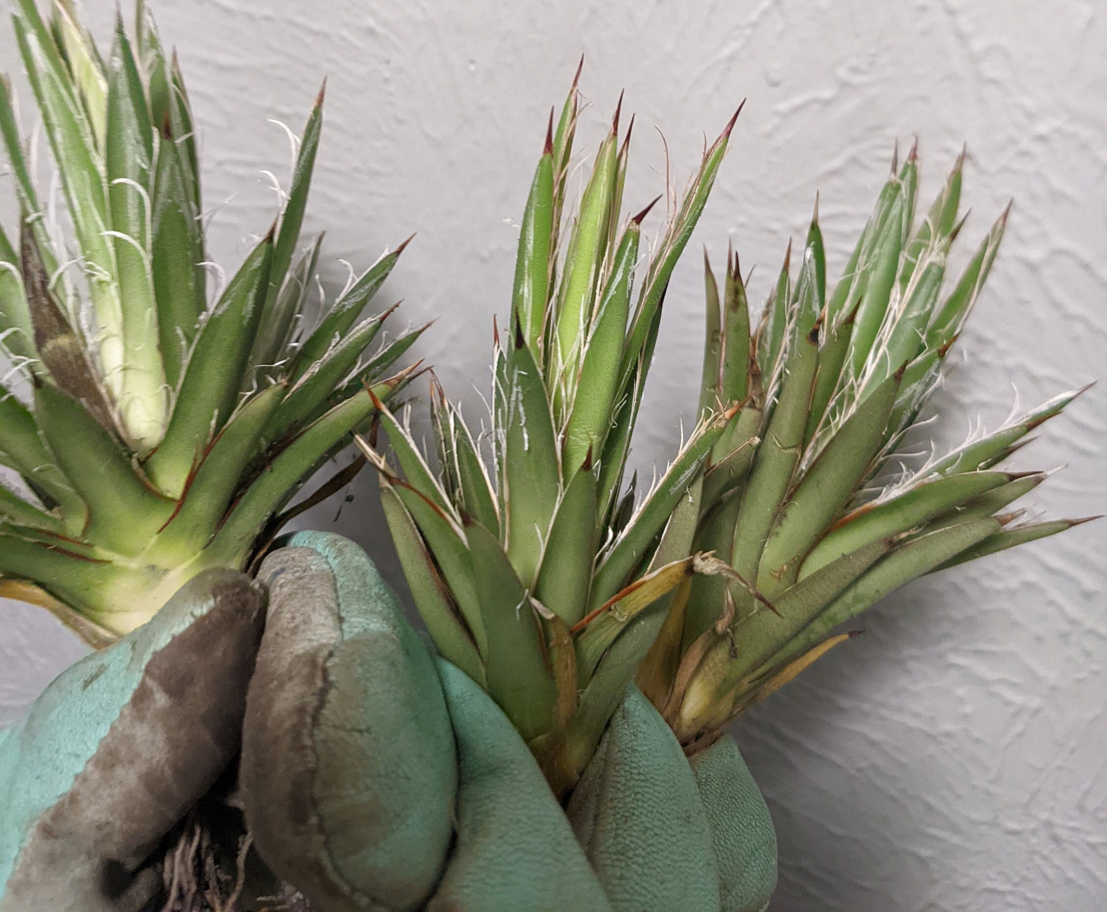 Thread Agave Agave Filifera Low Care Water Wise Low - Etsy