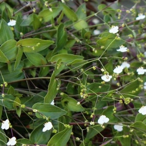 Tahitian Bridal Veil Starter Plant Gibasis Geniculata Tradescantia ...