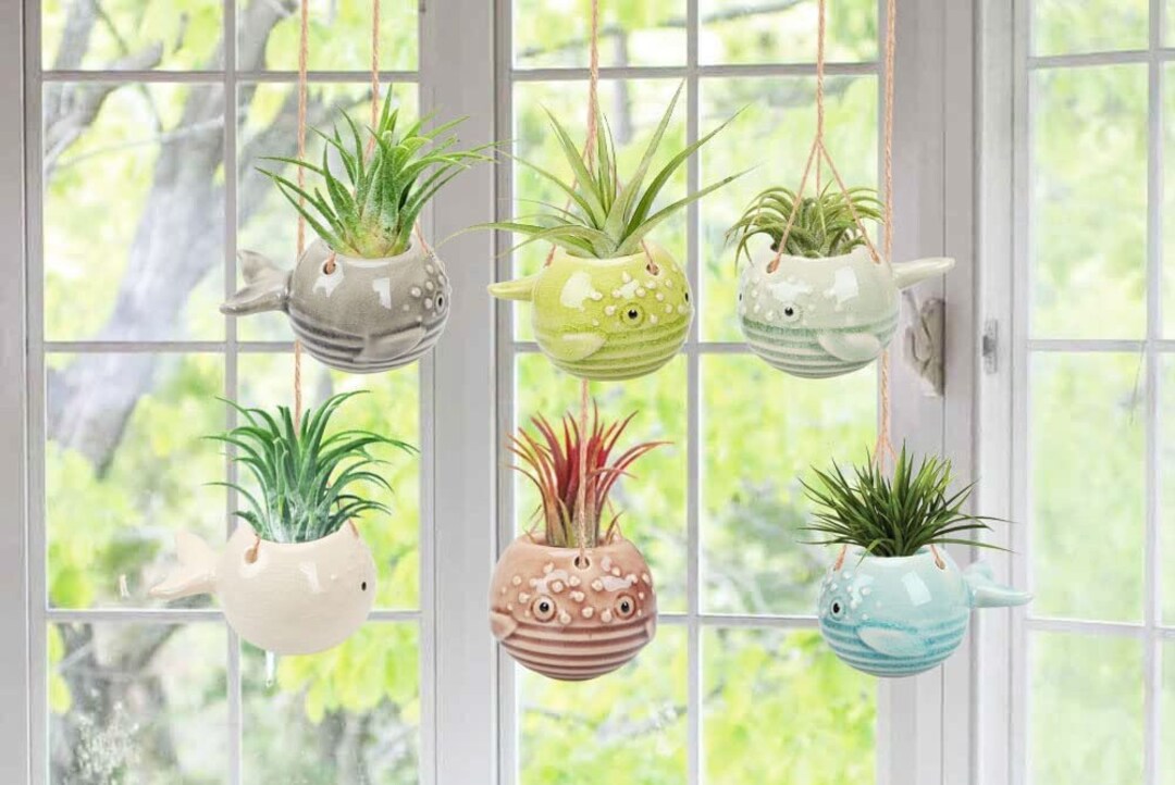 Ocean Puffer Fish Air Plant Pot Adorable Cute & Fun Airplant - Etsy