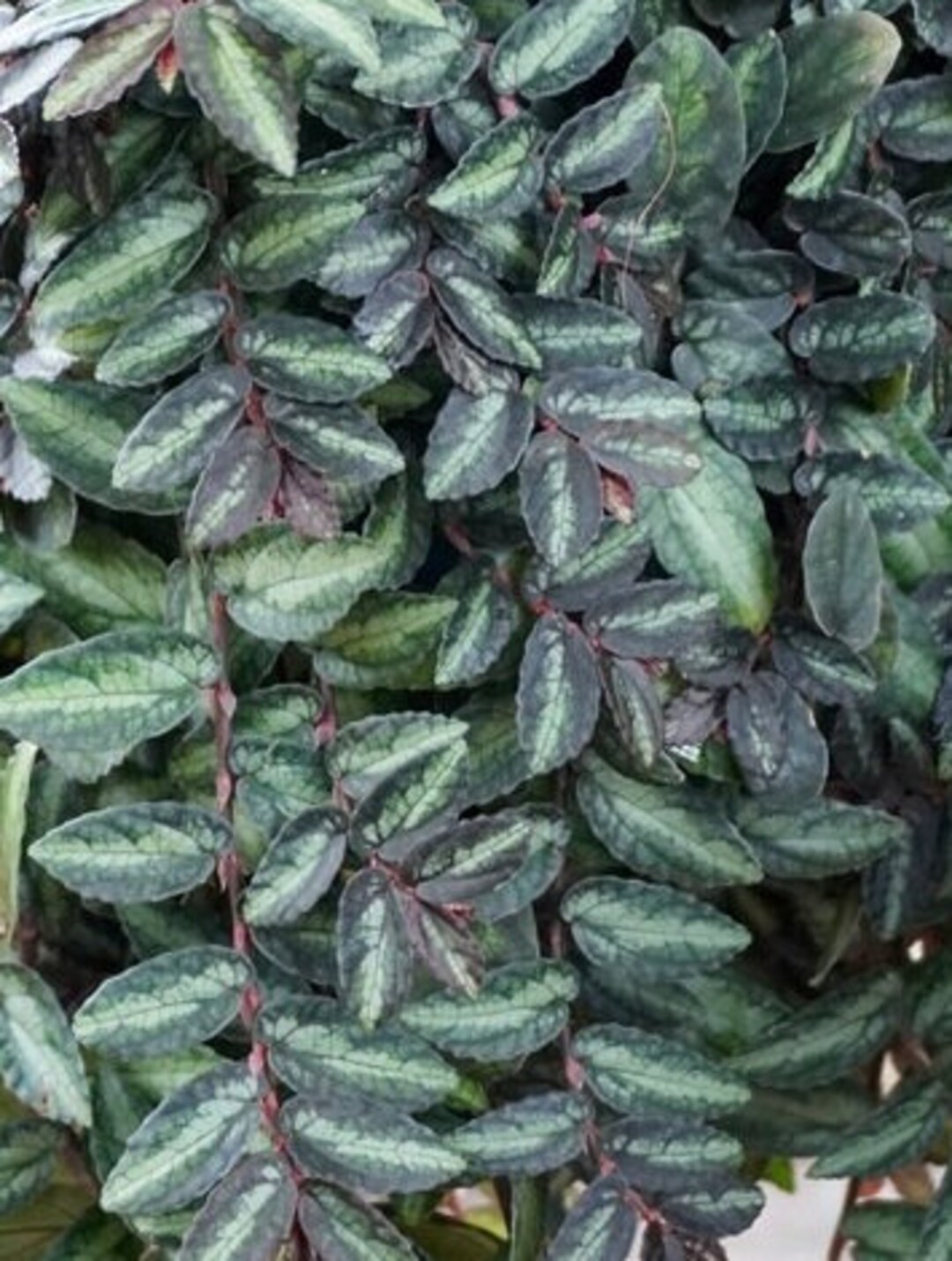 Polynesian Ivy Vine Pellionia Pulchra cuttings, 2inch 4icnh 6inc Pot ...