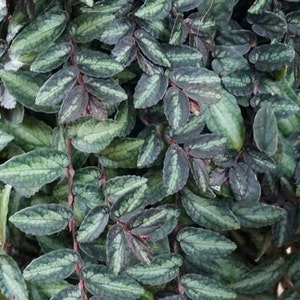 Polynesian Ivy Vine Pellionia Pulchra cuttings, 2inch 4icnh 6inc Pot ...