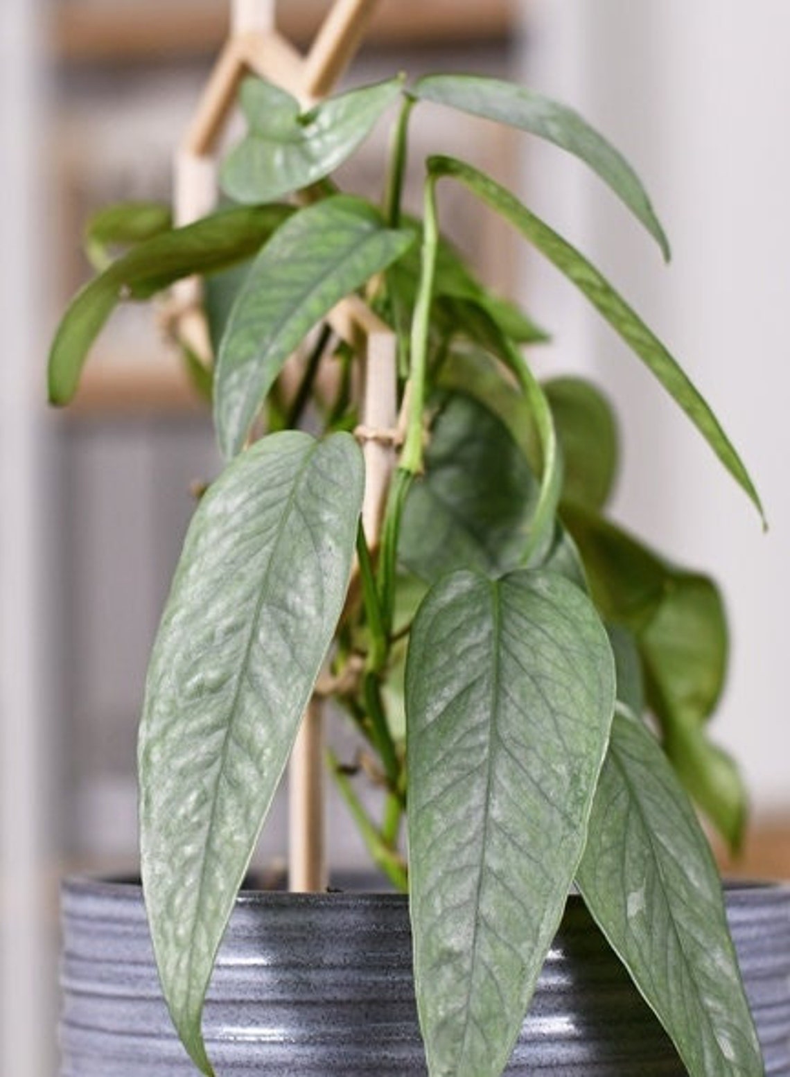 Cebu Blue Pothos Blue Philodendron Beautiful Indoor Cebu Blue - Etsy