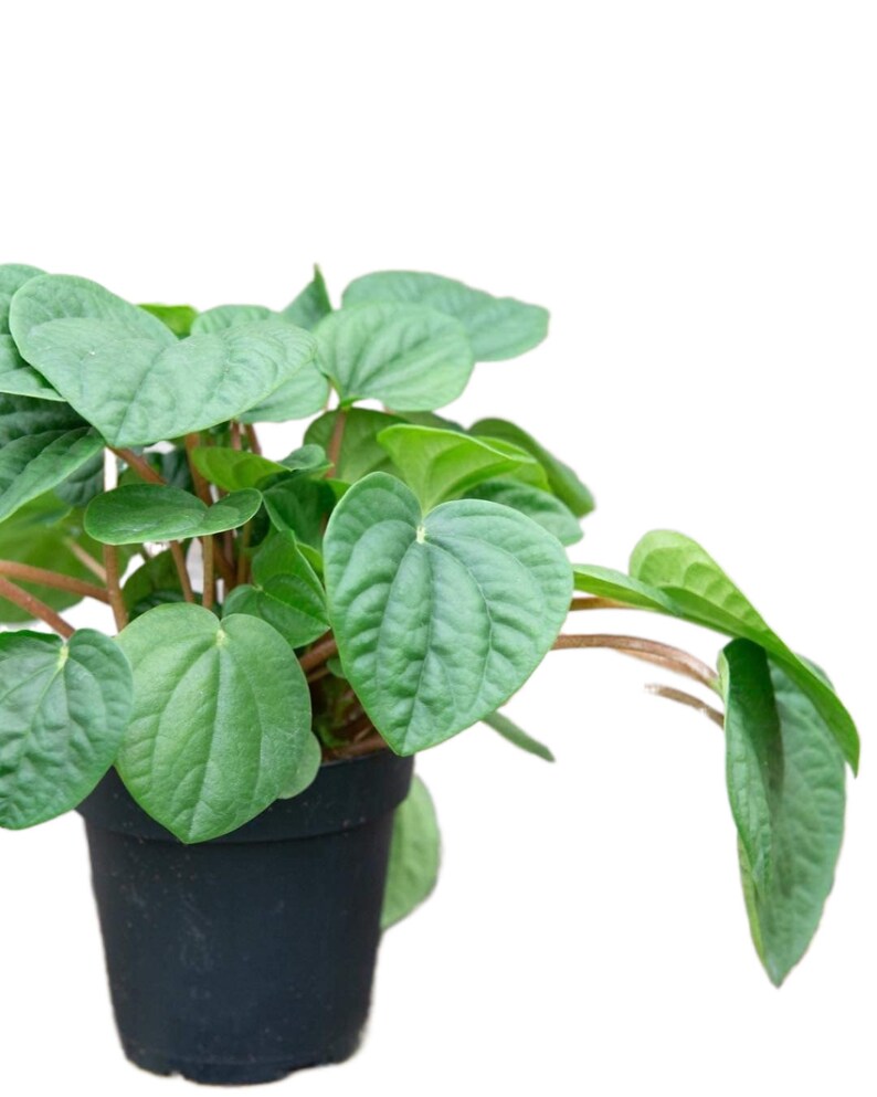 Peperomia Rana Verde House Plant Round Leaves Easy Care Green - Etsy
