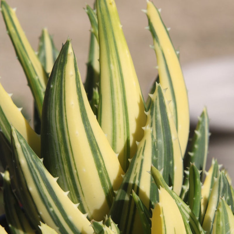 Rare Aloe - Etsy
