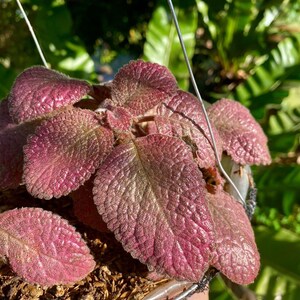 Strawberry Mist Patch Episcia Flame Violets Pink Purple Colorful Plant ...