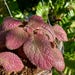 Strawberry Mist Patch Episcia Flame Violets Pink Purple Colorful Plant ...