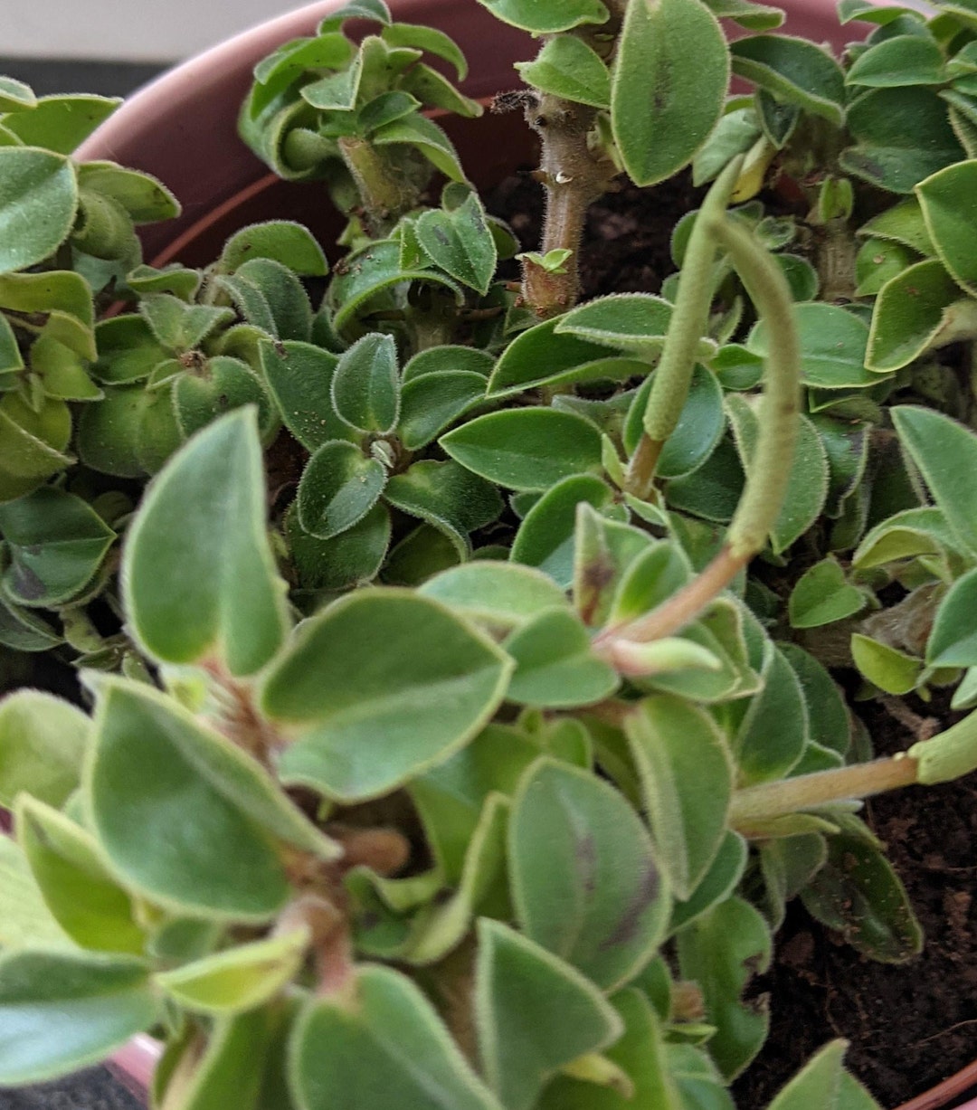 Bibi Peperomia Starter Plant Peperomia Trinervula Bibi - Etsy