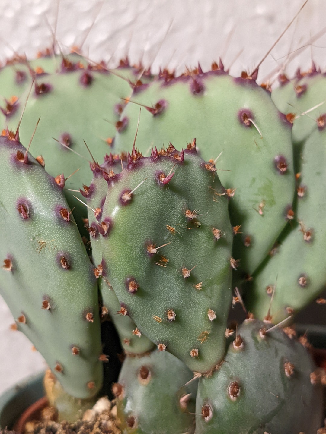 SMALL Purple Prickly Pear Baby Rita Opuntia Basilaris Hyb. Baby Rita ...