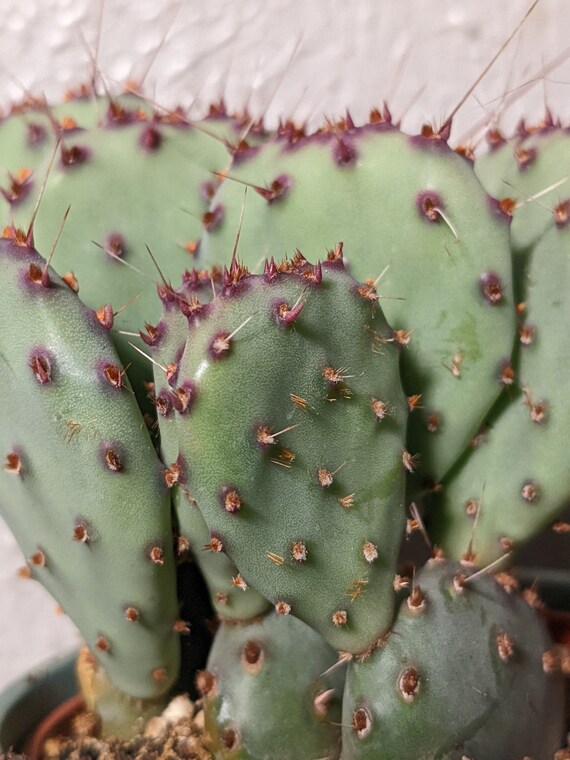 SMALL Purple Prickly Pear Baby Rita Opuntia Basilaris Hyb. - Etsy