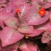 Strawberry Mist Patch Episcia Flame Violets Pink Purple Colorful Plant ...
