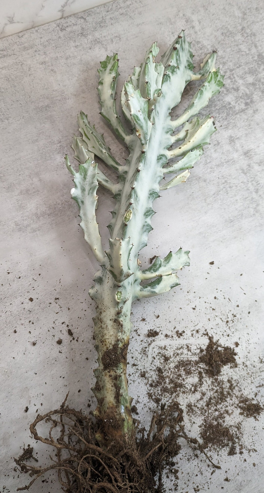 20 Tall White Variegated Dragon Tree Bones With Babies One in Picture ...